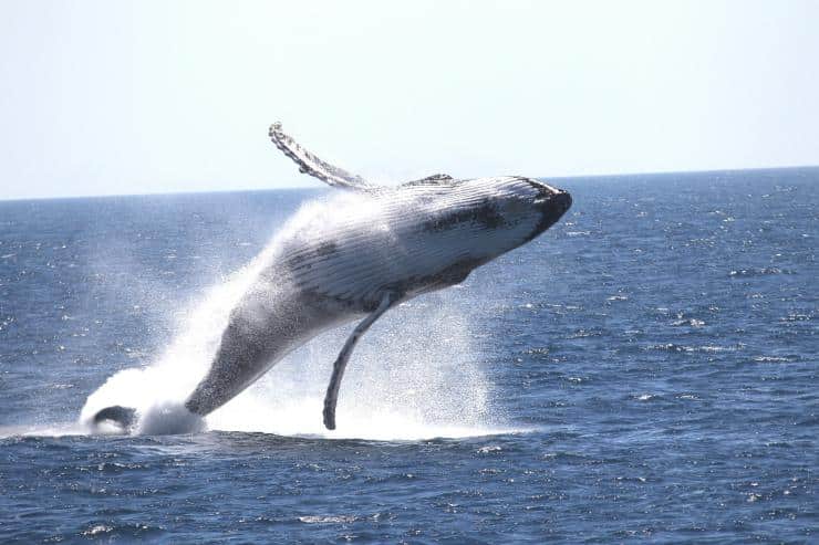 Visiting Boorloo | Perth - RMA25